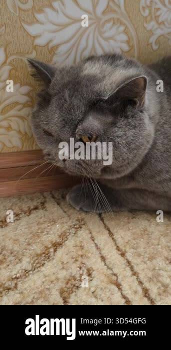 British Shorthair cat with plush grey fur lying on patterned carpet ...