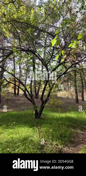 Golden autumn forest with twisted tree branches, warm sunlight, and dry ...