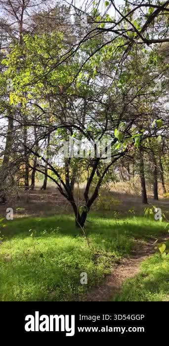 Golden autumn forest with twisted tree branches, warm sunlight, and dry ...