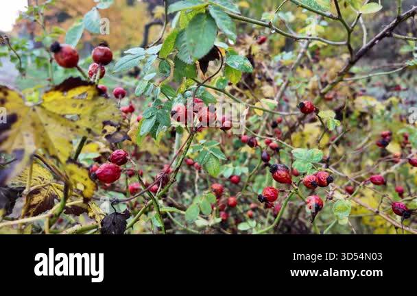 rose hips on the branches. Wet rose hips after the rain. Close up of ...