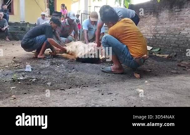 A group of men are processing the carcass of a goat in a rural outdoor ...