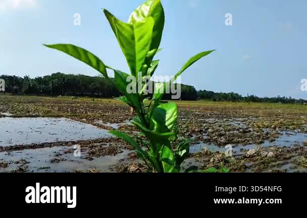 green plants blowing in the wind in the rice field area Stock Video ...