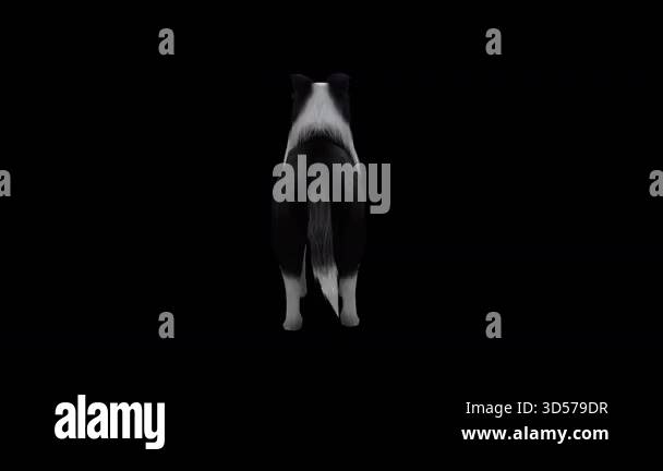 Sheep Dog dle View From Back Stock Video Footage - Alamy