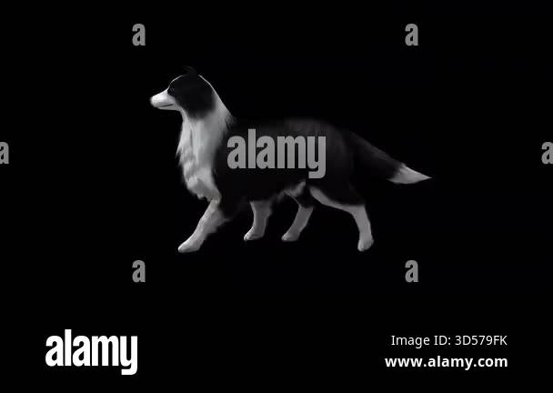 Dog fast Stock Videos & Footage - HD and 4K Video Clips - Alamy