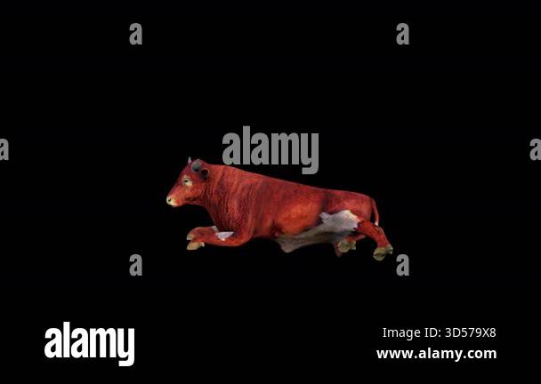 Brown Cattle Sitting Front Side View Stock Video Footage - Alamy