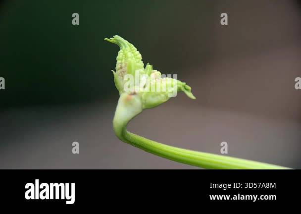 Green budding vine in Stock Videos & Footage - HD and 4K Video Clips ...