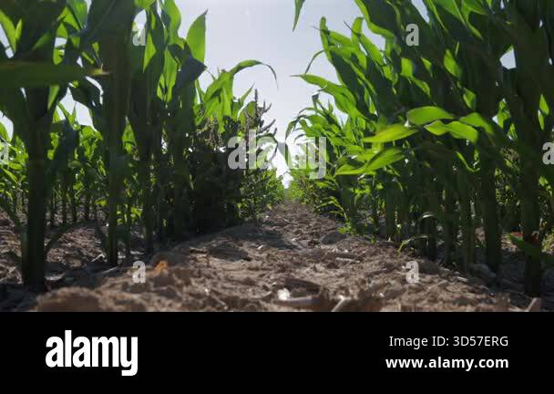 Tall green corn plants thrive in a sunny field, with rows stretching ...