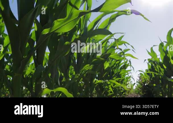 Tall corn stalks sway gently in the field as the sun shines brightly ...
