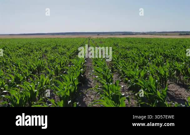 Rows of vibrant corn plants stretch across the field under a bright sky ...