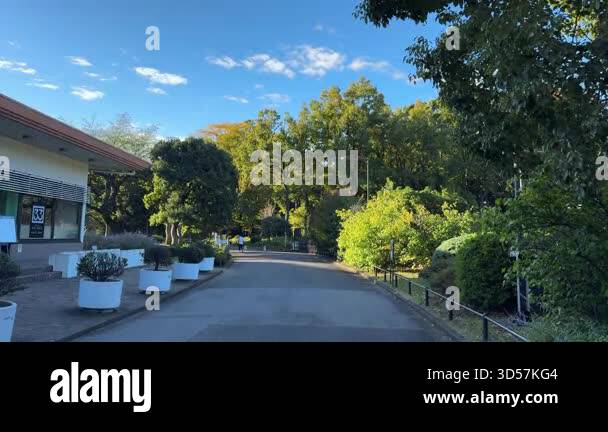 Tokyo Kitanomaru Park Early morning November 2024 Stock Video Footage ...