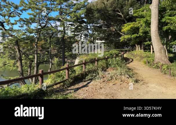 Tokyo Kitanomaru Park Early morning November 2024 Stock Video Footage ...