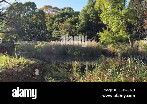 Tokyo Kitanomaru Park Early morning November 2024 Stock Video Footage ...