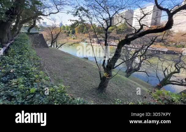 Tokyo Kitanomaru Park Early morning November 2024 Stock Video Footage ...