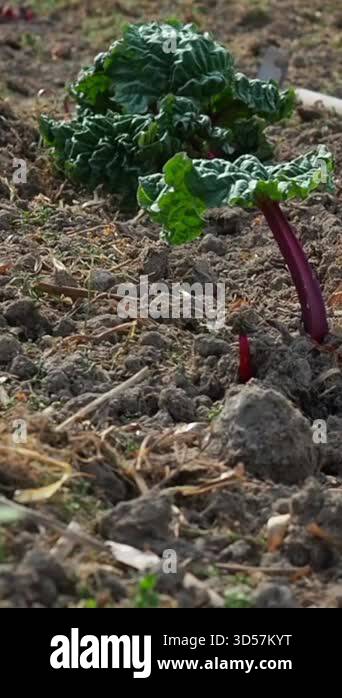 Watch as fresh rhubarb shoots emerge from the soil in a vibrant garden ...