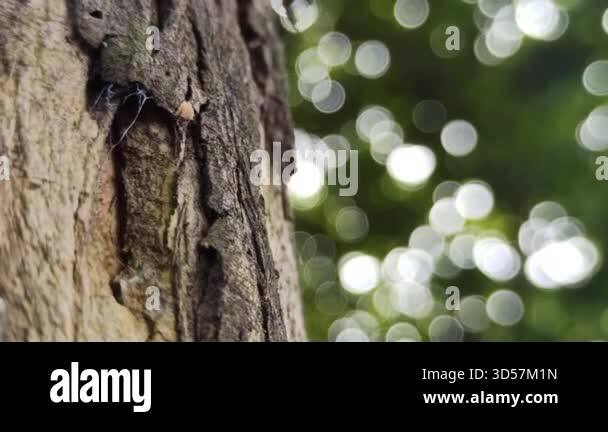 Blur and defocused teak leaves shining under the midday sun, creating a ...