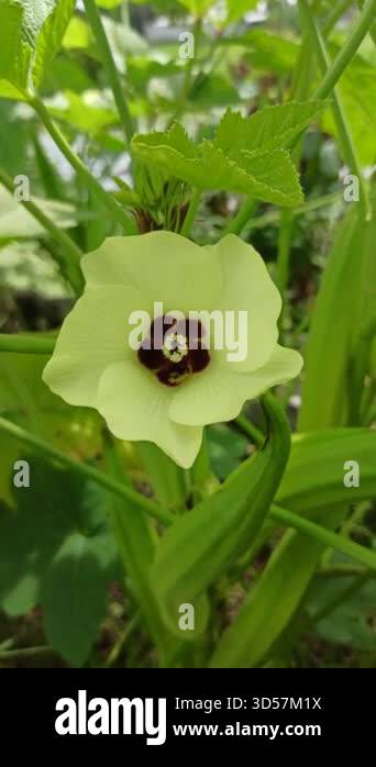 Okra flower blooming beautifully with pale yellow petals and a deep red ...