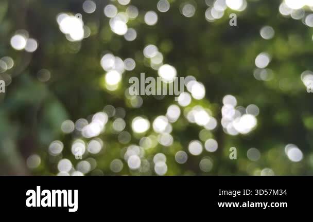 Blur and defocused teak leaves shining under the midday sun, creating a ...