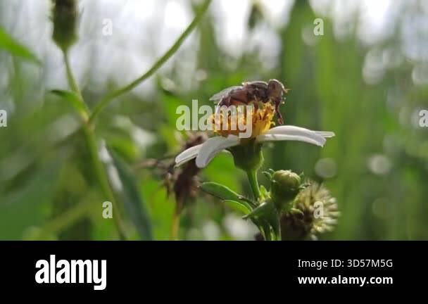 A nectar-feeding fly on a chamomile flower, showing tiny details of ...