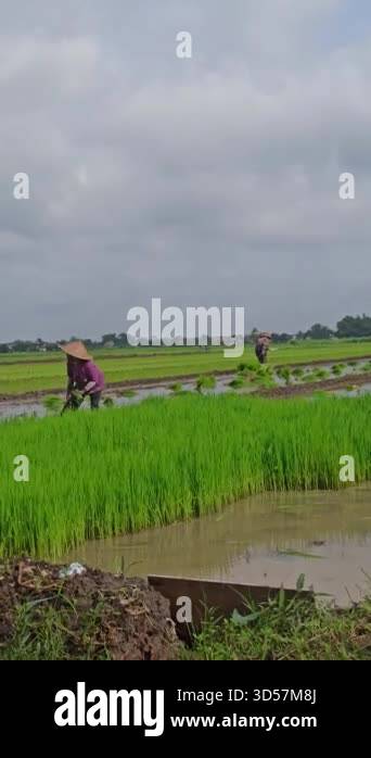 Rice seedlings being planted in wet paddy fields, marking the beginning ...