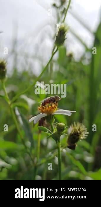 A nectar-feeding fly on a chamomile flower, showing tiny details of ...