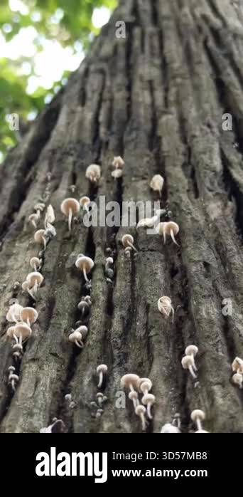 Parasitic fungi growing on a teak tree trunk, showing unique textures ...