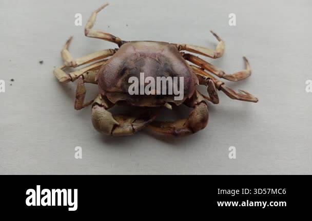 A dead rice field crab lying on muddy soil, showing natural decay and ...