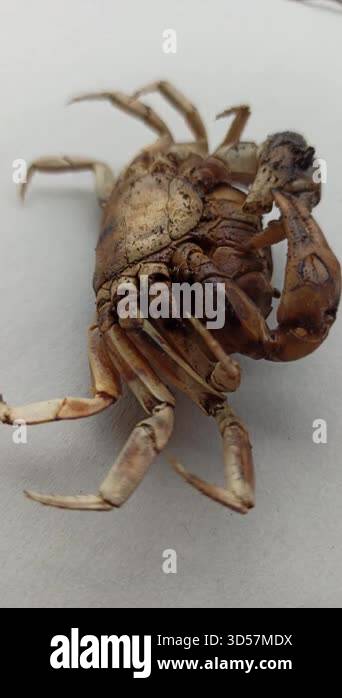 A dead rice field crab lying on muddy soil, showing natural decay and ...