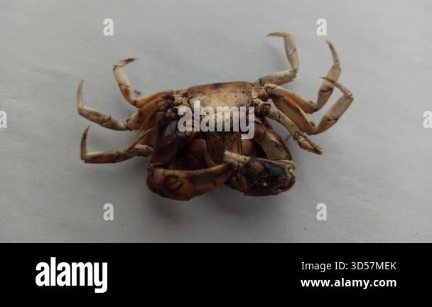 A dead rice field crab lying on muddy soil, showing natural decay and ...