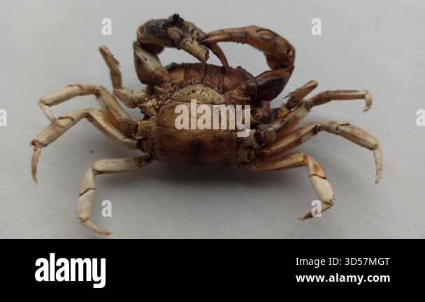 A dead rice field crab lying on muddy soil, showing natural decay and ...