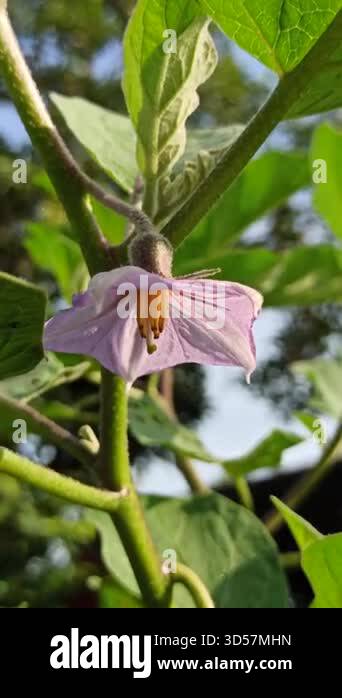 Delicate eggplant flowers with pale purple petals and yellow centers ...