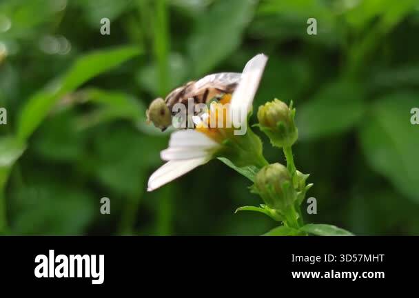Flower detail contrast Stock Videos & Footage - HD and 4K Video Clips ...