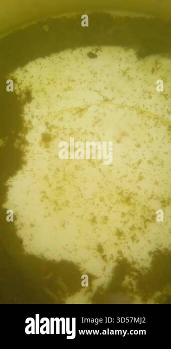 Mosquito larvae floating in stagnant water, showing early life stage of ...