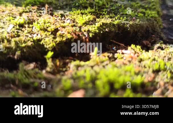 Tiny red ants crawling on moss-covered paving stones, creating a lively ...