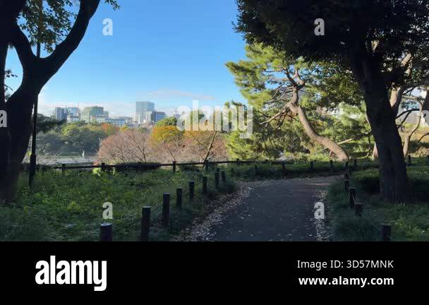 Tokyo Kitanomaru Park Early morning November 2024 Stock Video Footage ...