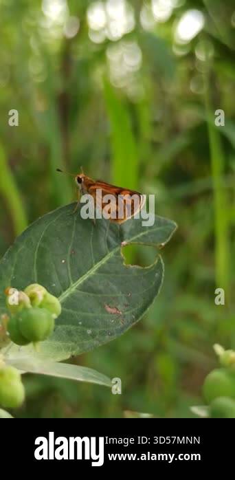 Potanthus omaha butterfly perched on a green leaf, wings open ...