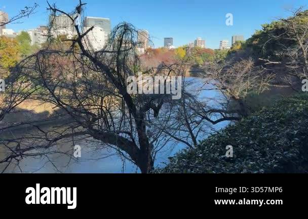 Tokyo Kitanomaru Park Early morning November 2024 Stock Video Footage ...
