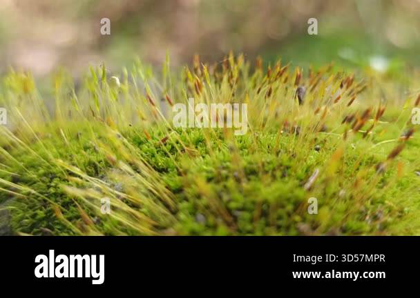 Tiny moss flowers blooming delicately among lush green moss, creating a ...
