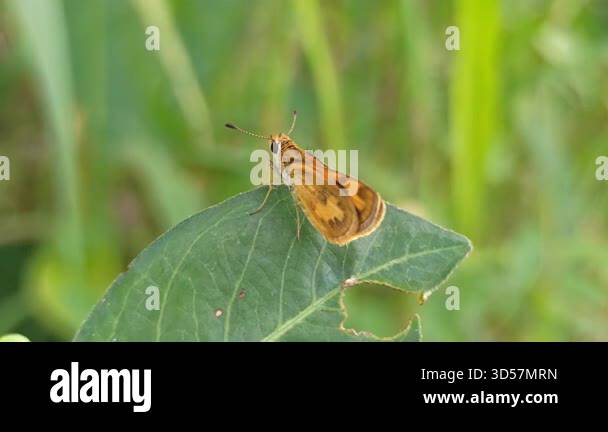 Potanthus omaha butterfly perched on a green leaf, wings open ...