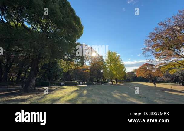 Tokyo Kitanomaru Park Early morning November 2024 Stock Video Footage ...