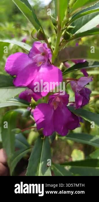 Vibrant garden balsam flowers in shades of pink, red, and white ...