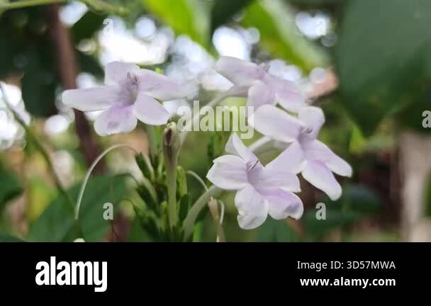 Duranta erecta with cascading purple-blue flowers and glossy green ...