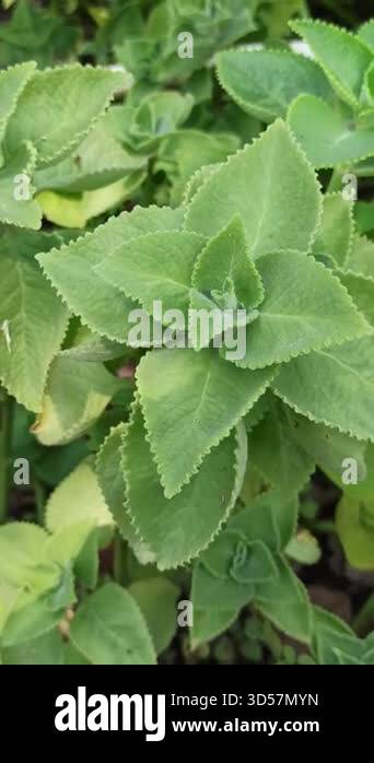 Black cumin plant with delicate green foliage and small seed pods, a ...