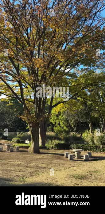 Tokyo Kitanomaru Park Early morning November 2024 Stock Video Footage ...