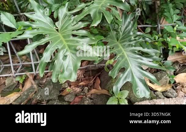 Lush Philodendron xanadu with deeply lobed green leaves, creating a ...