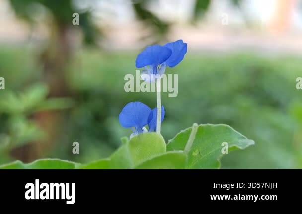 Benghal dayflower with delicate purple-blue petals and vibrant green ...