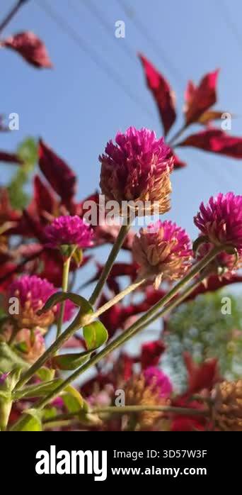 Globe Amaranth with its vibrant round blooms in shades of pink and ...