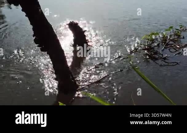 A beautiful river flow with clear water gliding over rocks, surrounded ...