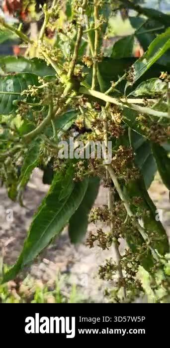 Beautiful mango tree flowers blooming in clusters, showing the early ...