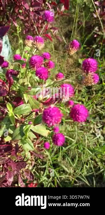 Globe Amaranth with its vibrant round blooms in shades of pink and ...