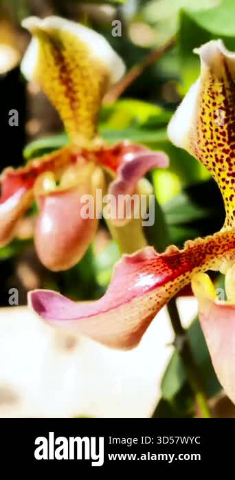 Close-up view of beautiful orchid flowers in a bright garden ...